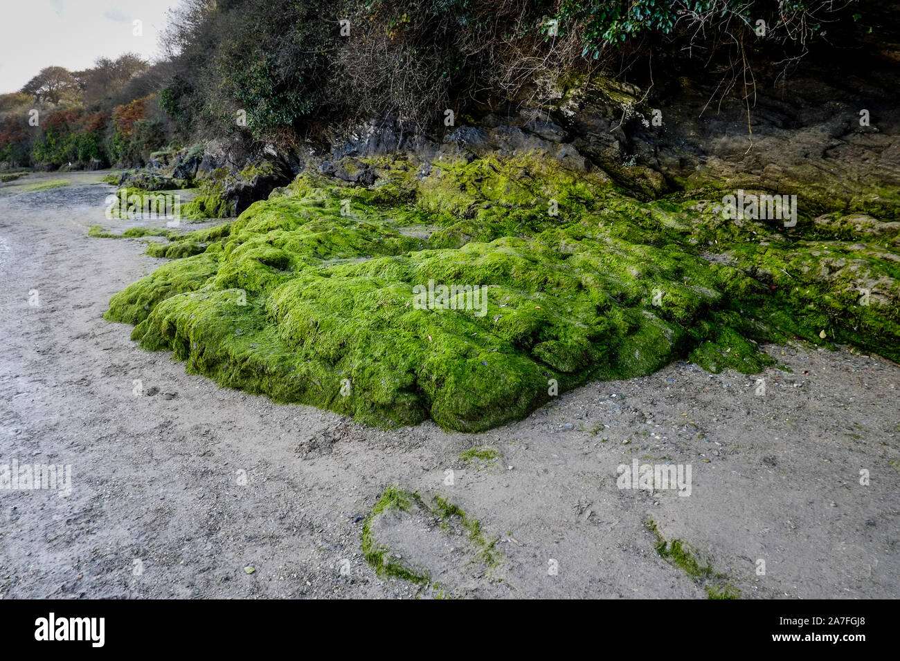 Algae covered rocks exposed at low tide on the Gannel Estuary in ...