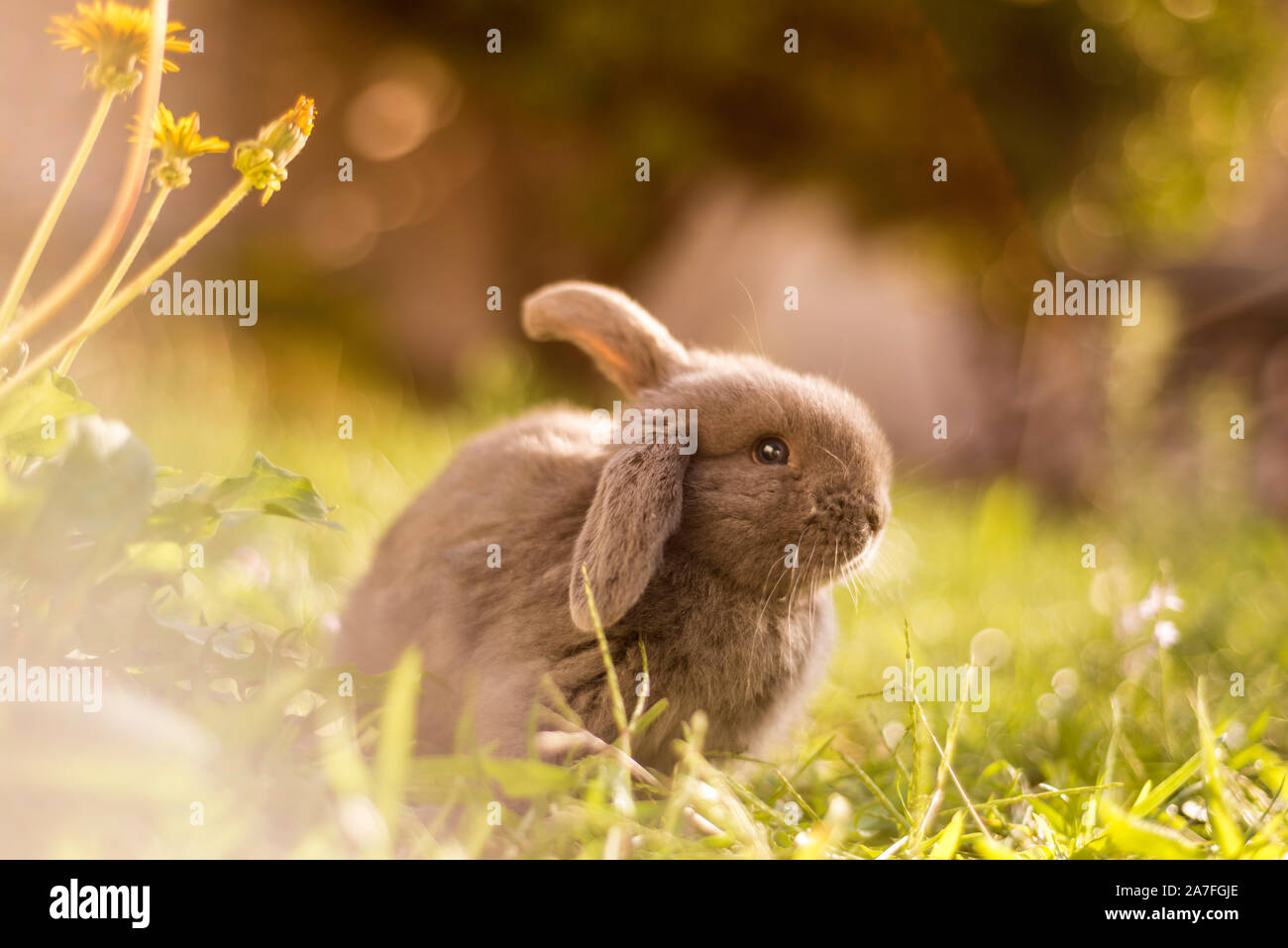 Hanging ear hi-res stock photography and images - Alamy