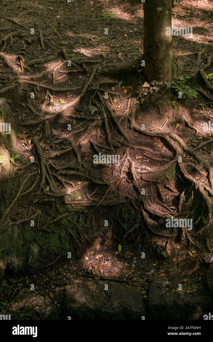 Exposed Beech Tree roots Fagus sylvatica in Tehidy Country Park in ...
