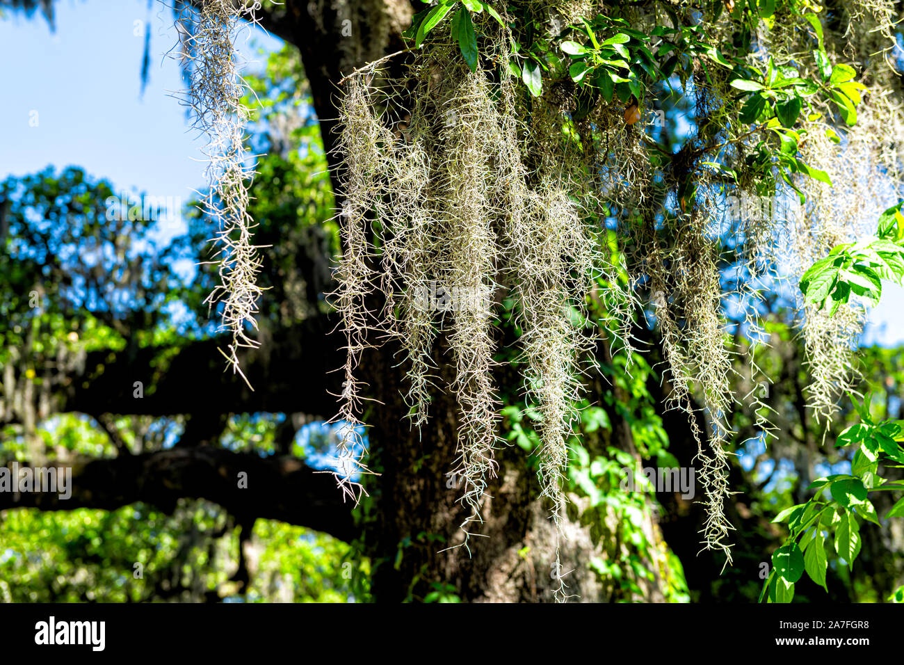 Southern live oak trees closeup of hanging spanish moss in New Orleans ...