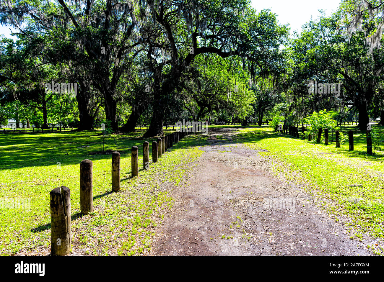 Southern live oak trees in New Orleans Audubon park on sunny day with ...