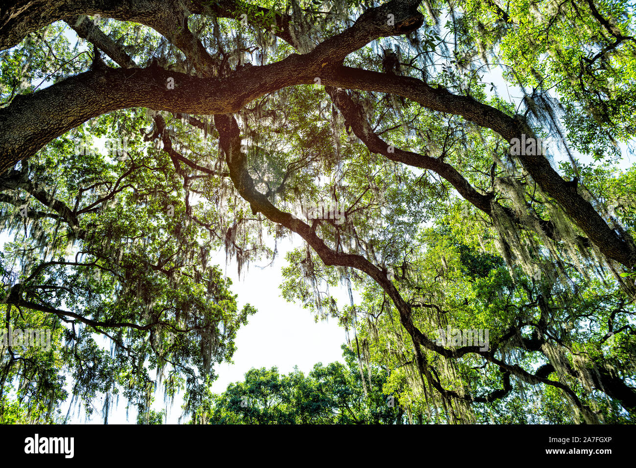 Hanging branches of old southern live oak trees in New Orleans Audubon ...