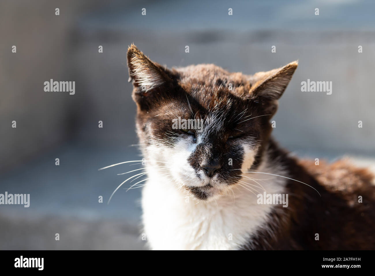 Sad sleep stray black and white cat on porch steps of street in New ...