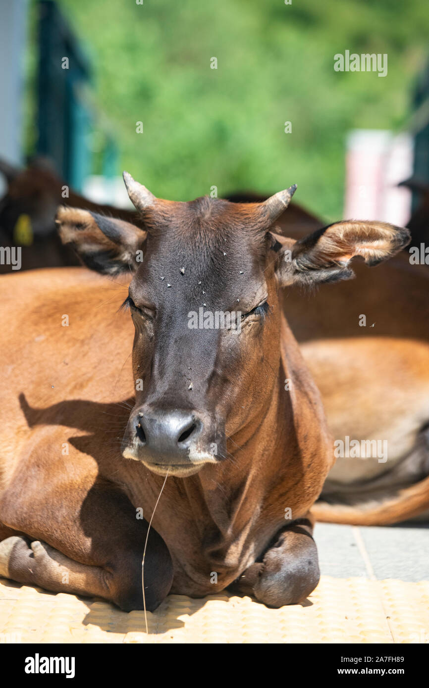 A cow with a string of dribble on Tap Mun Island (Grass Island), Hong ...
