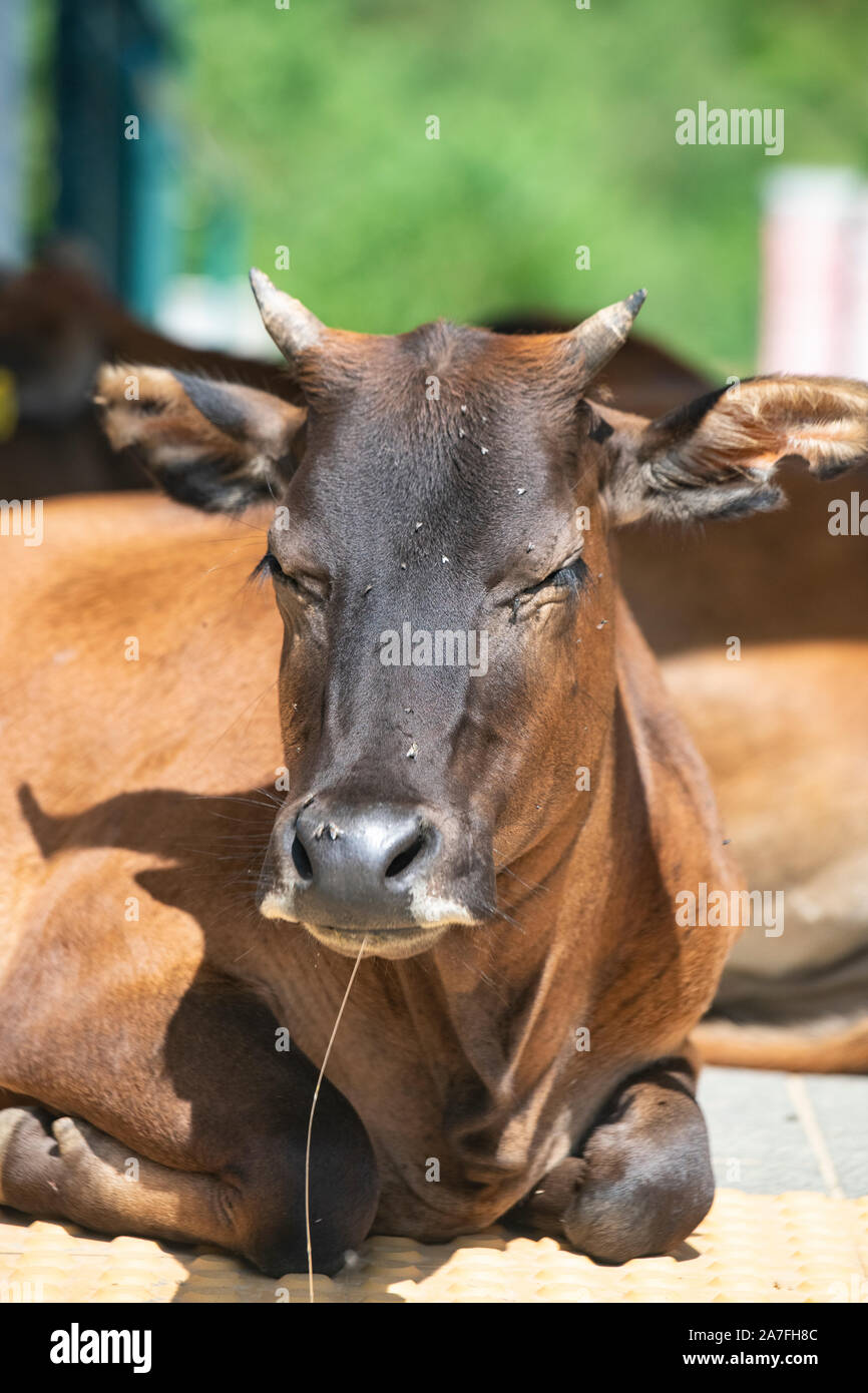 A cow with a string of dribble on Tap Mun Island (Grass Island), Hong ...