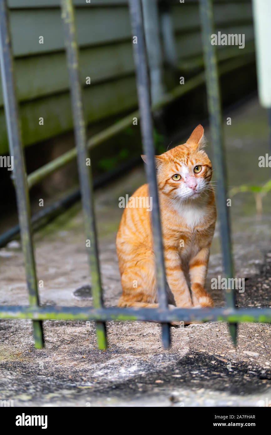 Closeup of stray ginger orange white tabby cat on sidewalk street in ...
