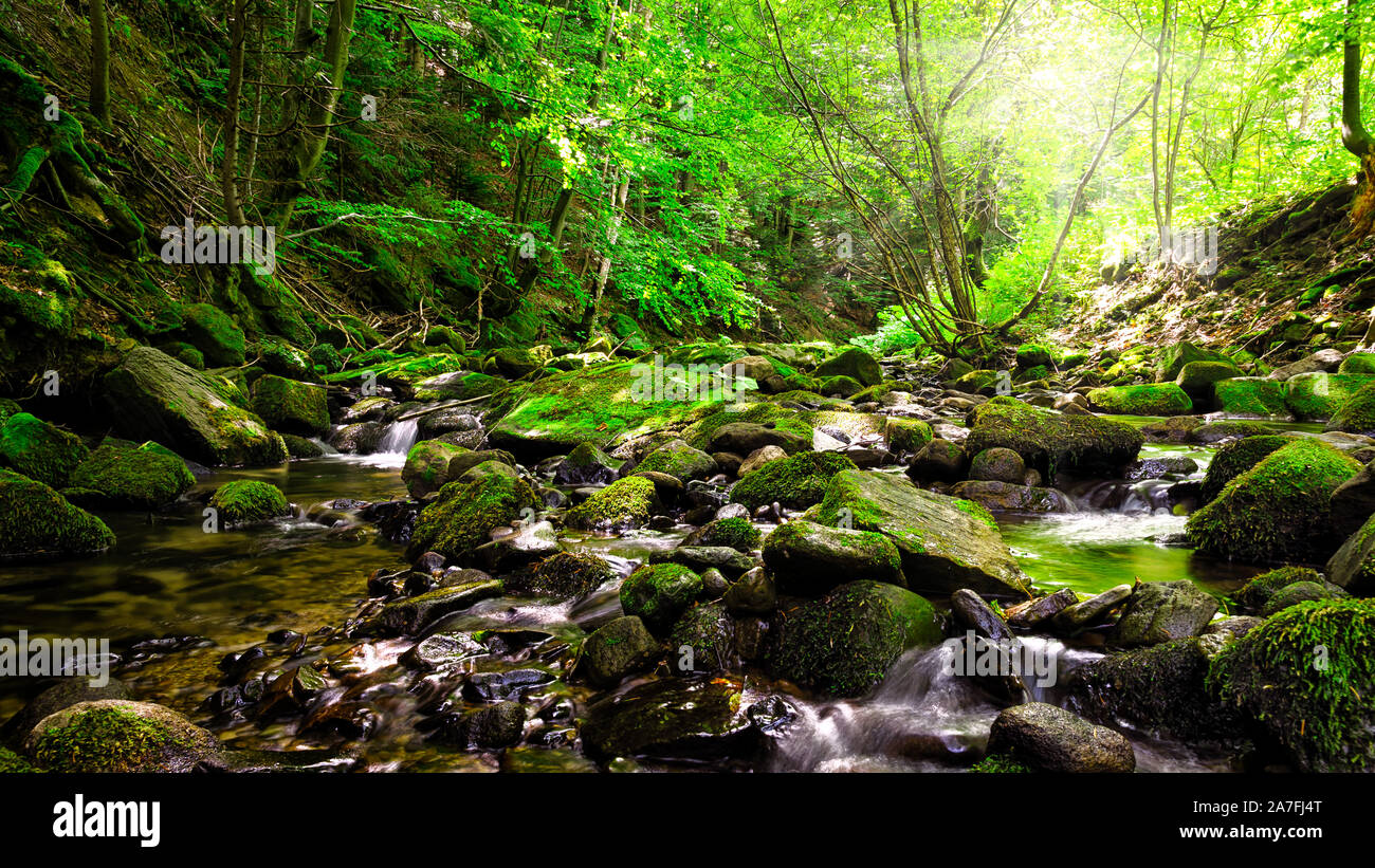 Picturesque mountain stream in a deep spring forest - Magurski National ...