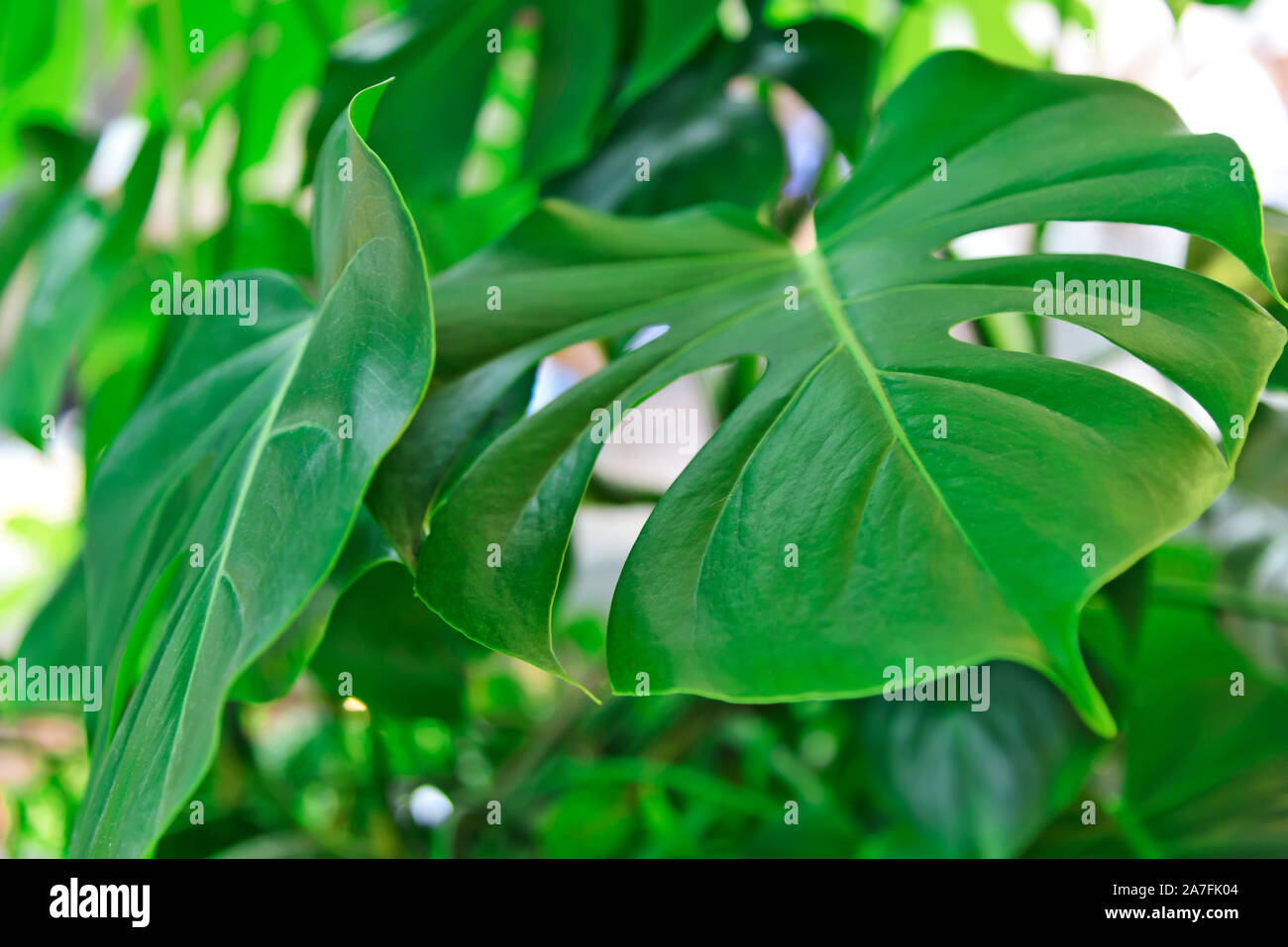 Monstera flower hi-res stock photography and images - Alamy