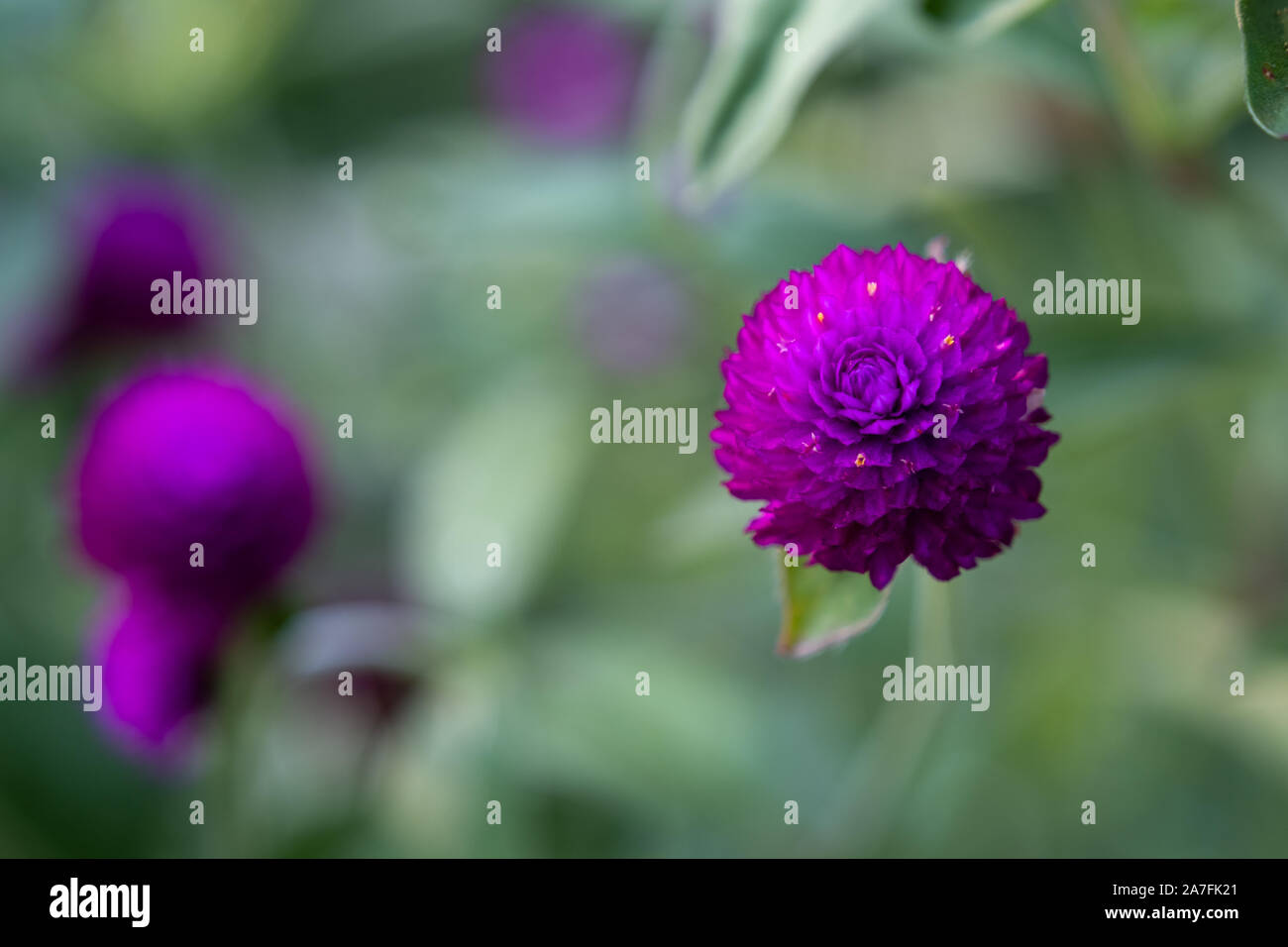 The Top view of flowers of Purple Grobe Amaranth or Bachelor's Button ...