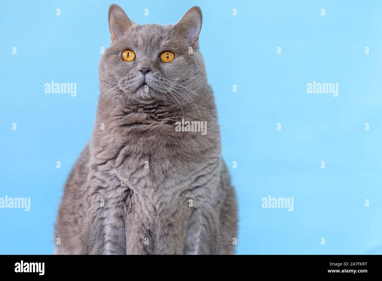 Big blue british shorthair hi-res stock photography and images - Alamy