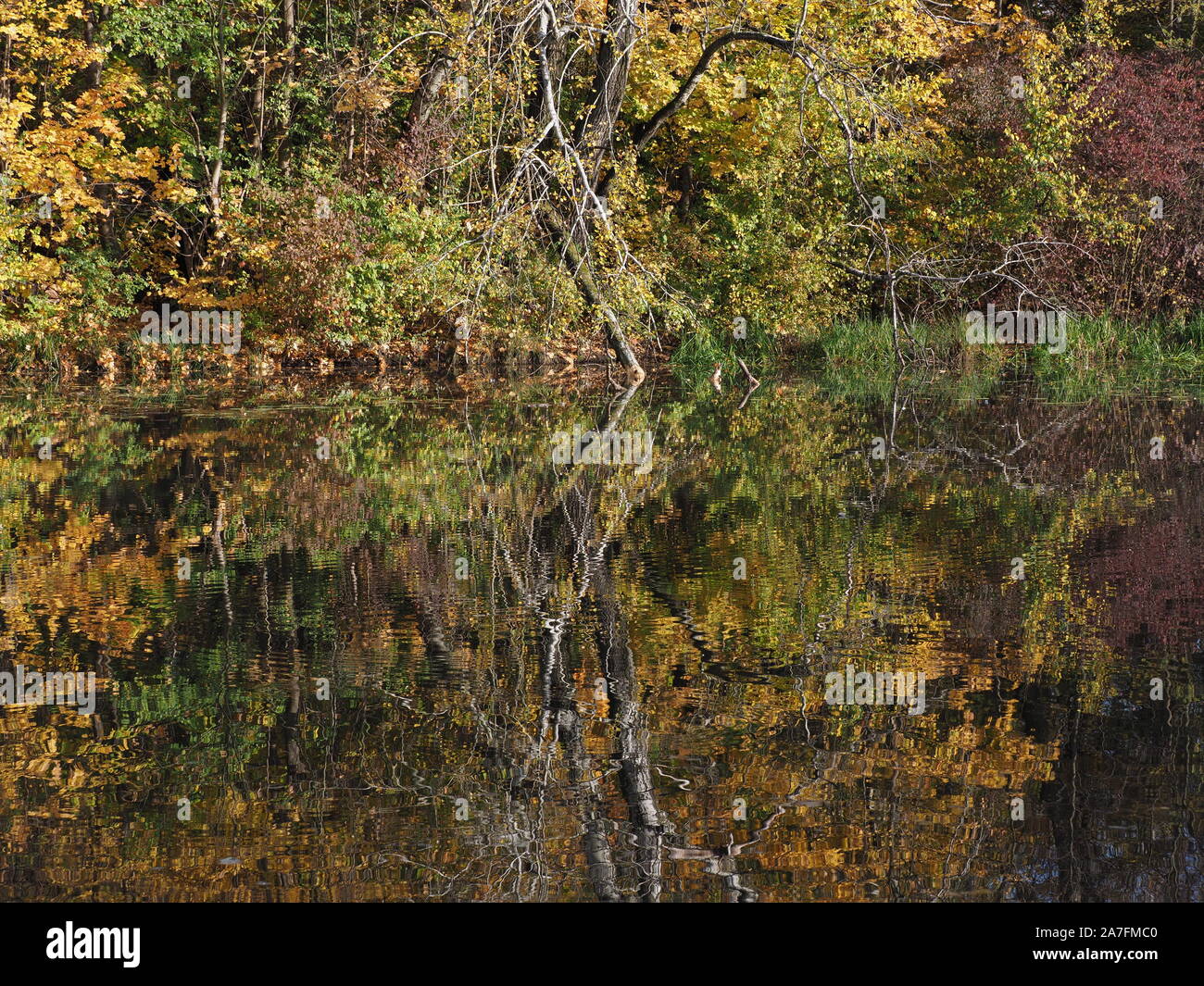 Landscape of trees reflected in water at Wilanow park in european ...
