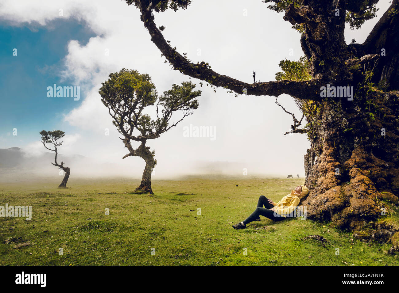 Protect the ancient tree hi-res stock photography and images - Alamy