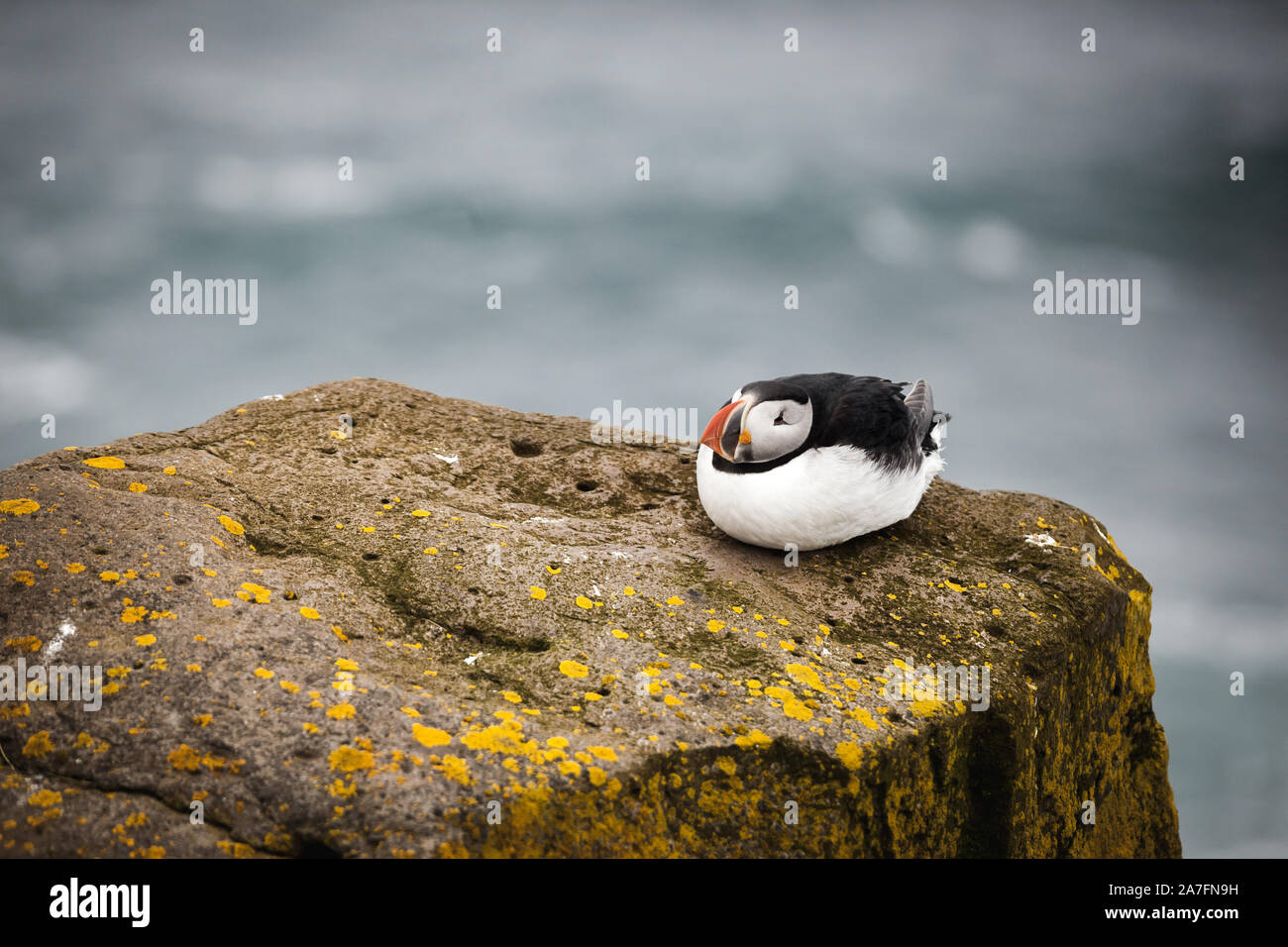 The beautiful Puffin a rare bird specie photographed in Iceland Stock ...