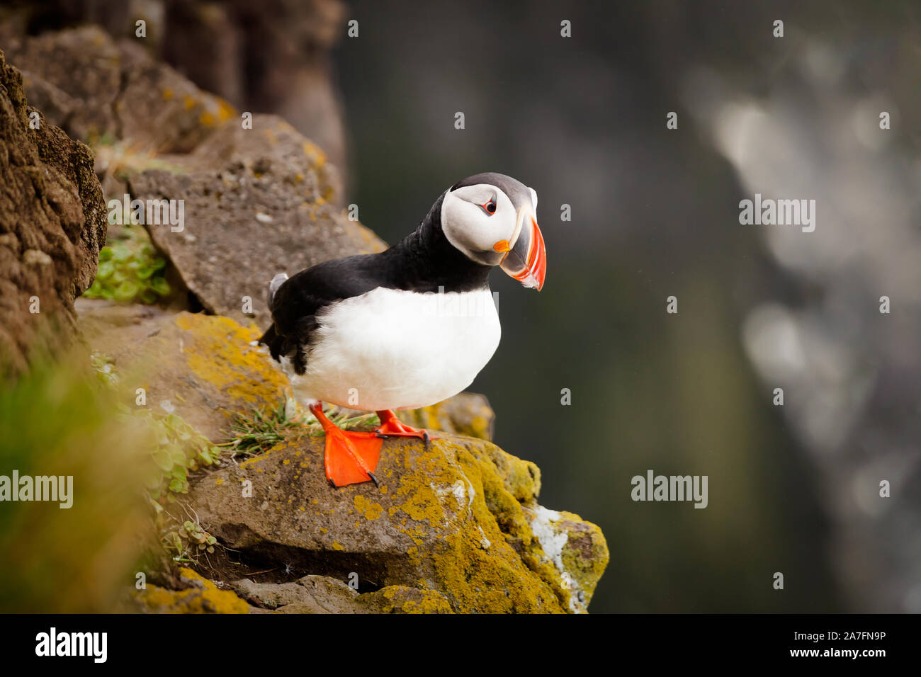 The beautiful Puffin a rare bird specie photographed in Iceland Stock ...