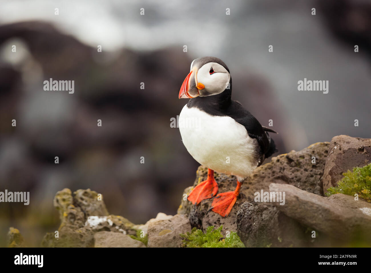 Beautiful puffin hi-res stock photography and images - Alamy