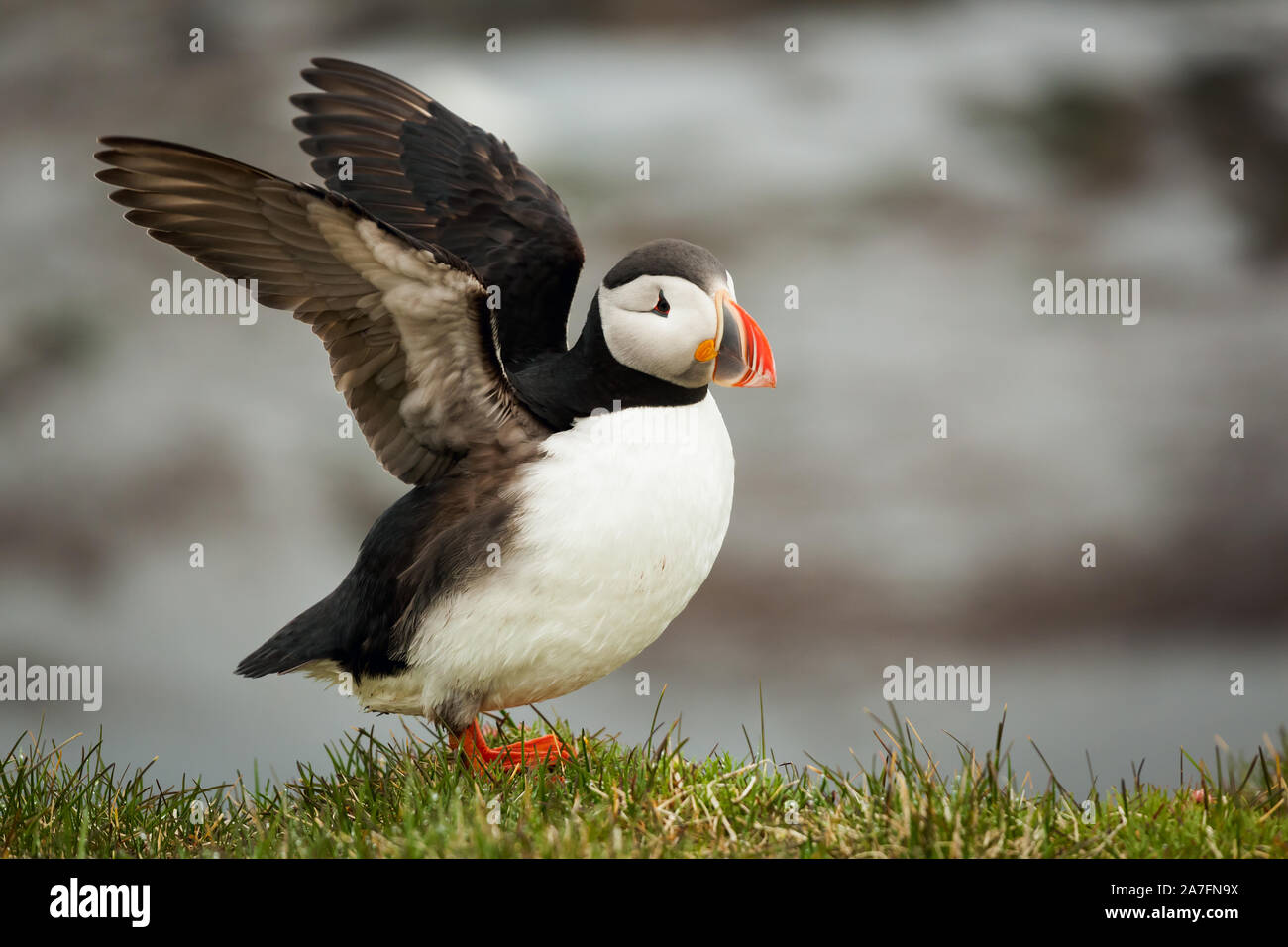 The beautiful Puffin a rare bird specie photographed in Iceland Stock ...