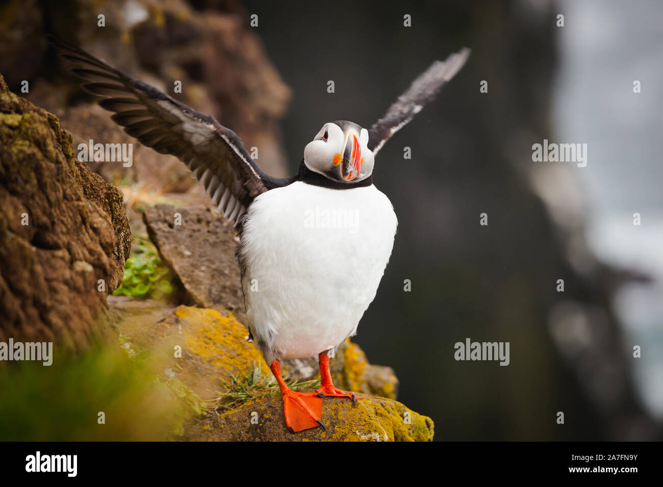 The beautiful Puffin a rare bird specie photographed in Iceland Stock ...
