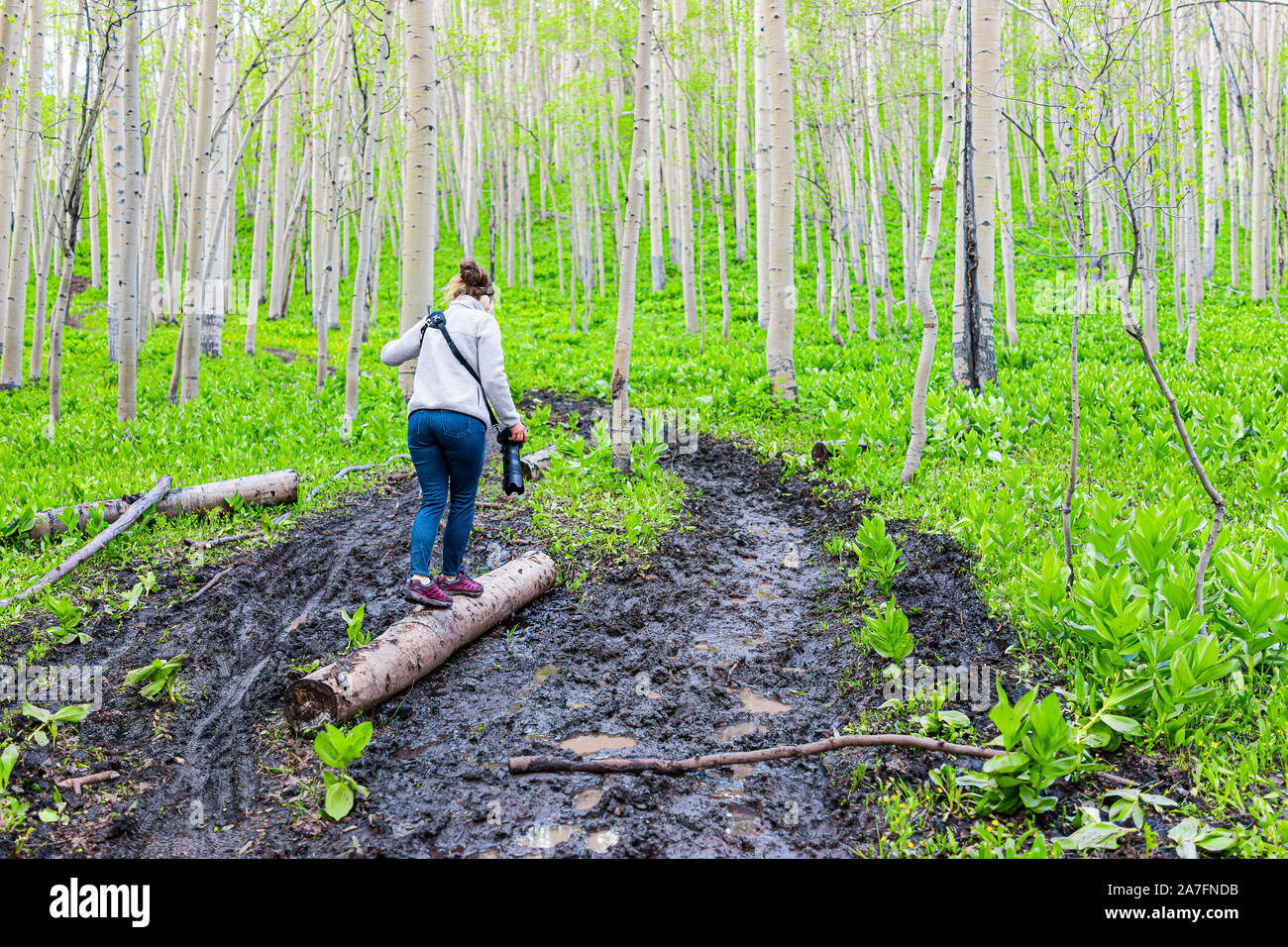 Snodgrass trail with girl woman crossing wet dirt road in aspen forest ...