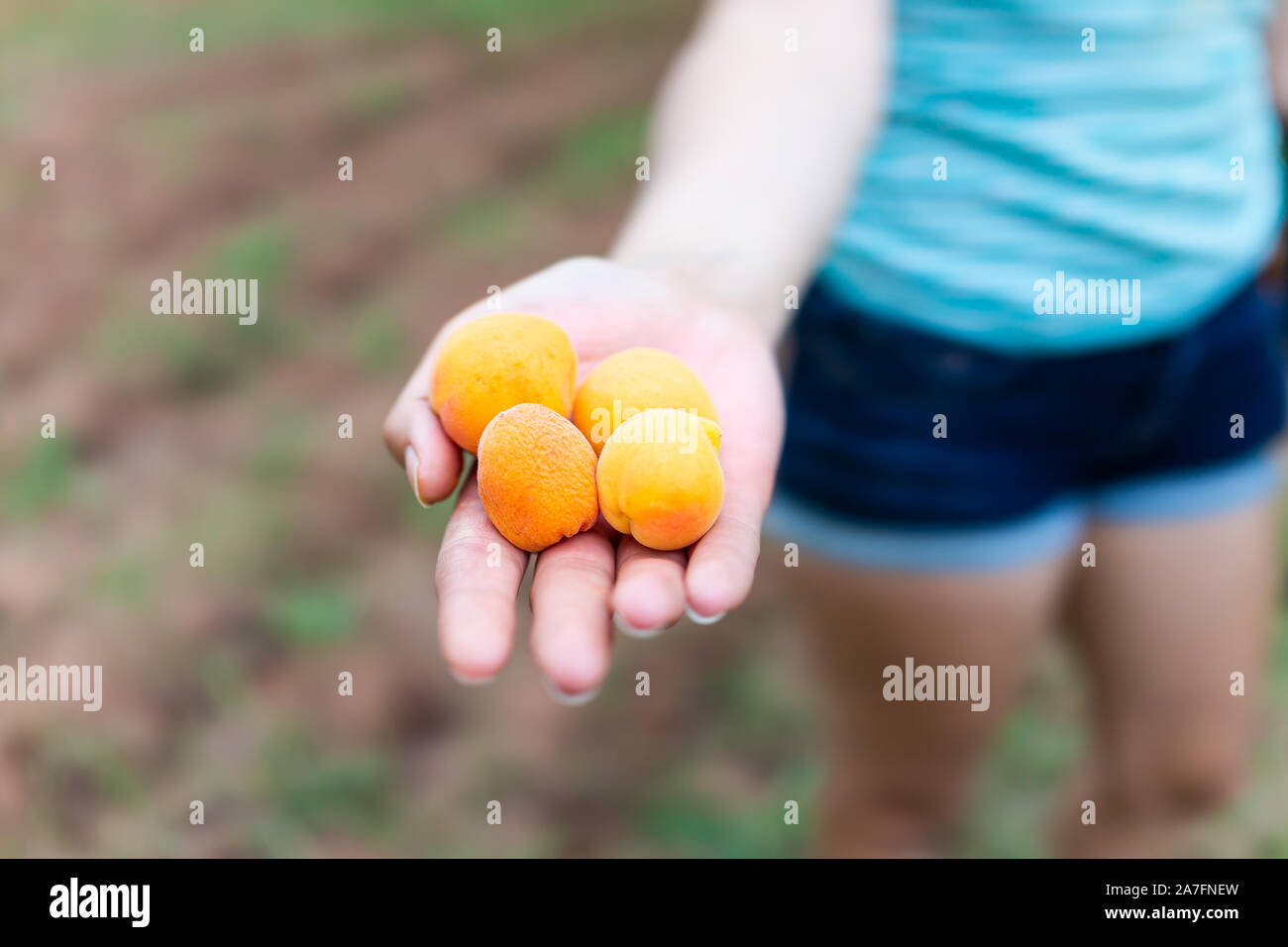 Hand holding many picking free fruit apricot in orchard in Fruita ...