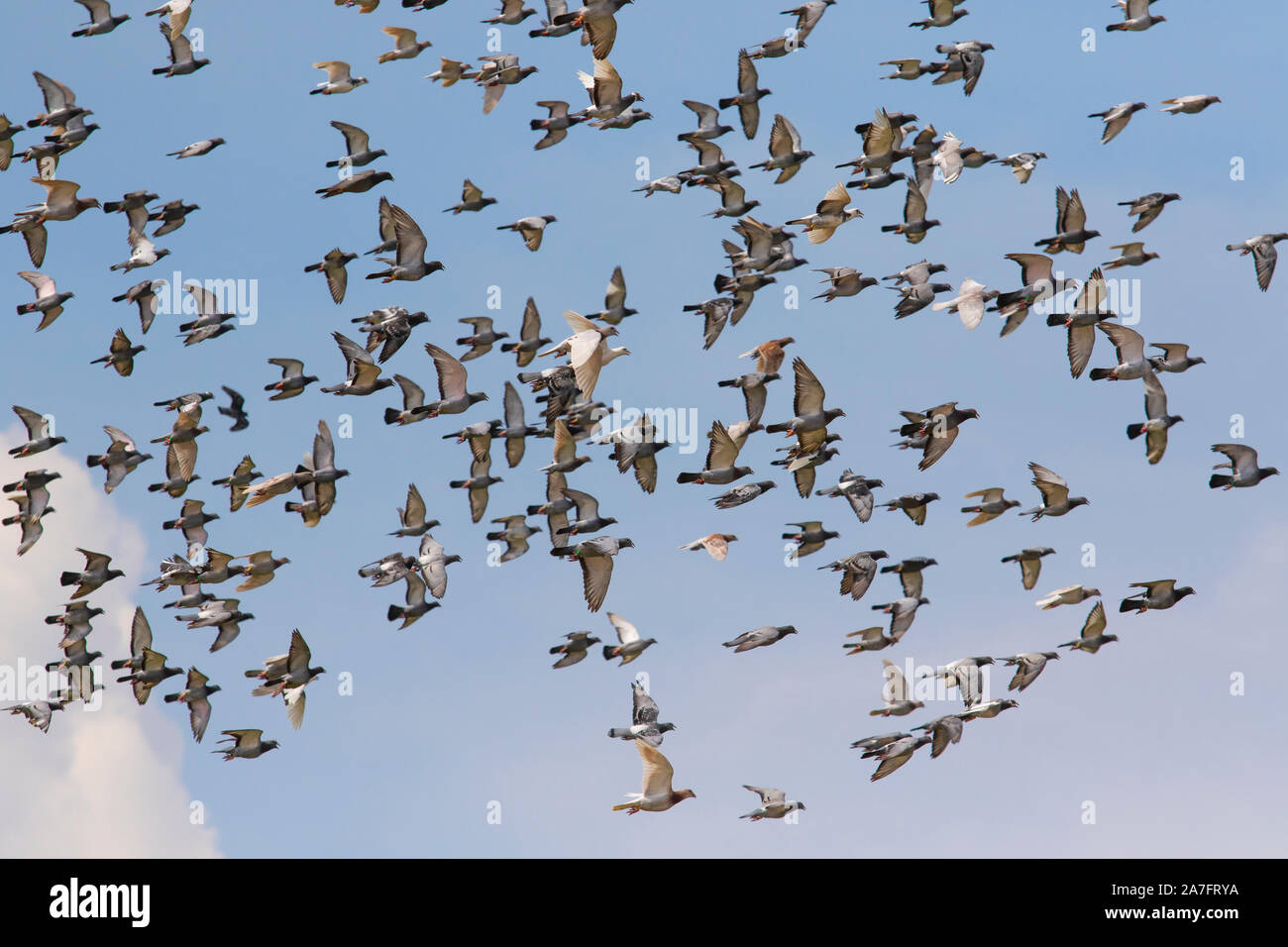 Flock birds flying flight homing hi-res stock photography and images ...