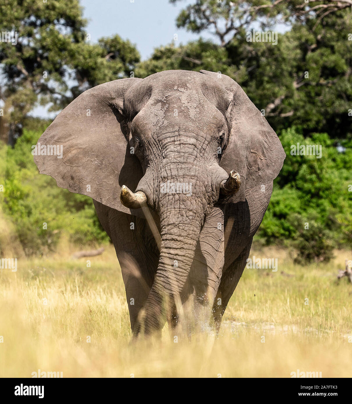 African elephant walking towards the camera Stock Photo - Alamy
