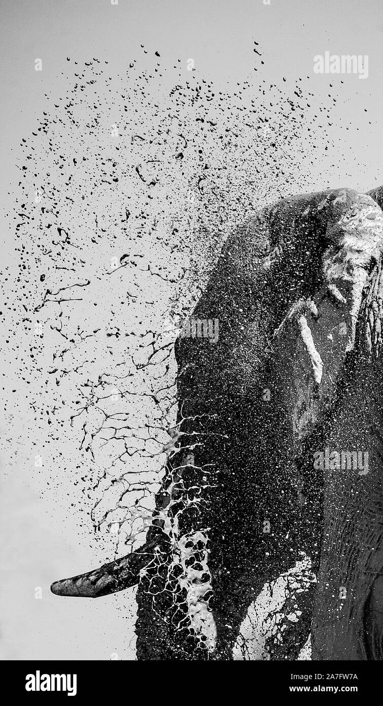 Elephant spraying water hi-res stock photography and images - Alamy