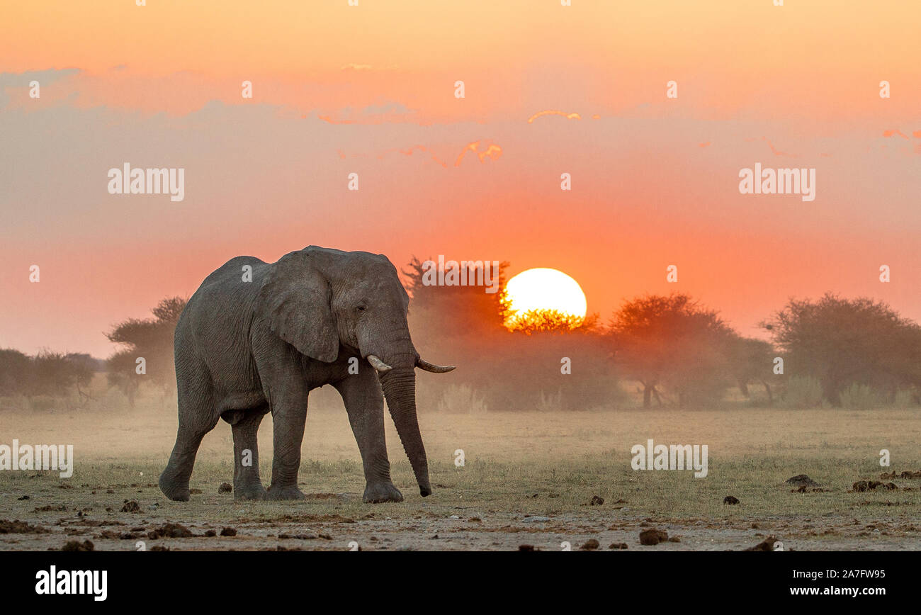 African Elephant walking at sunset Stock Photo - Alamy
