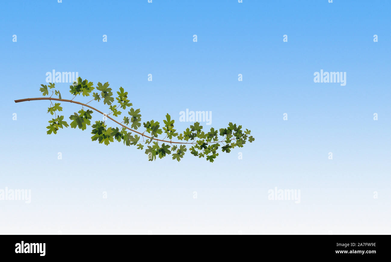Still life. Studio image of Field Maple (Acer campestre) tree branch ...