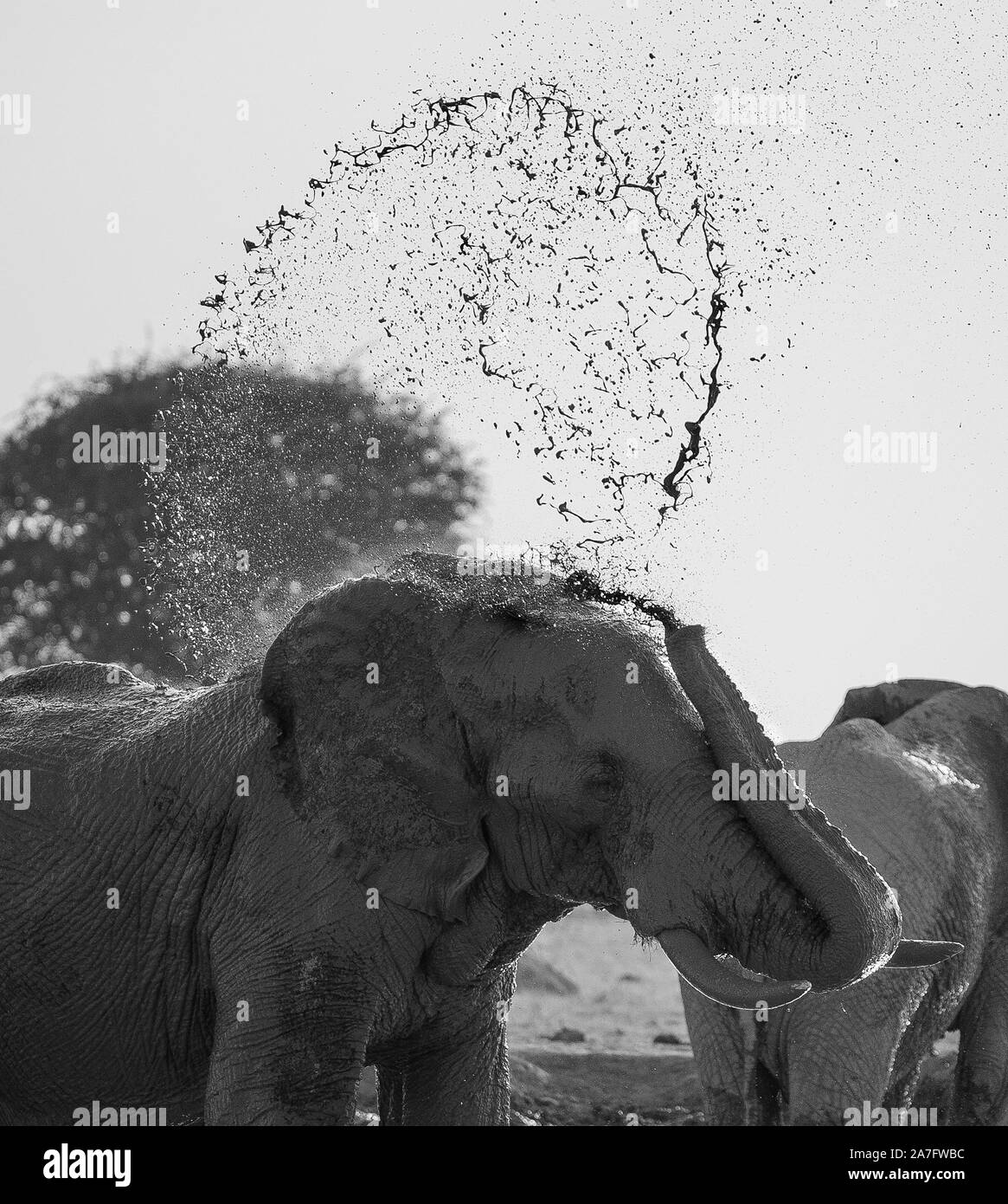Elephant spraying water hi-res stock photography and images - Alamy