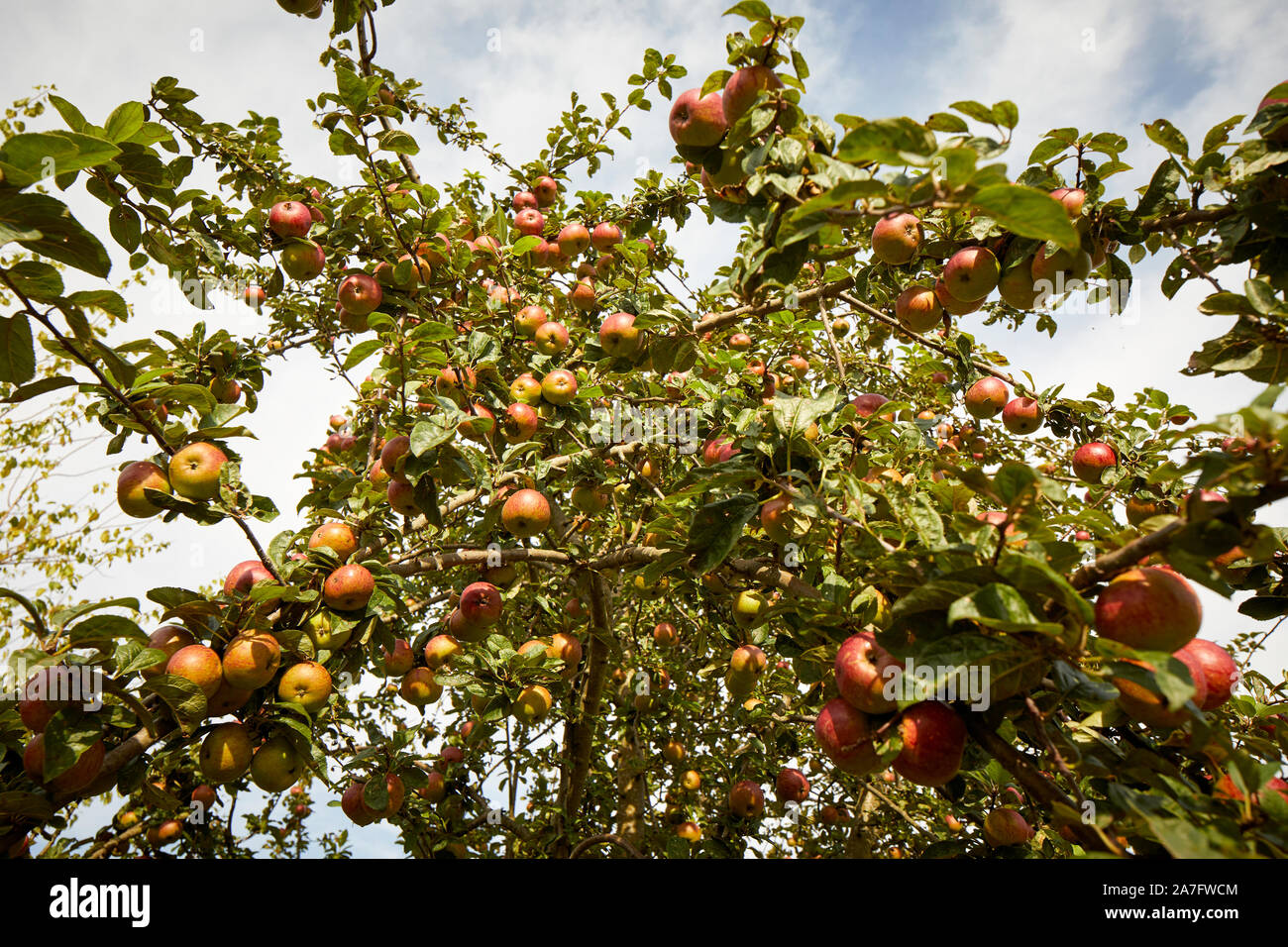 Large growing garden tree hi-res stock photography and images - Alamy