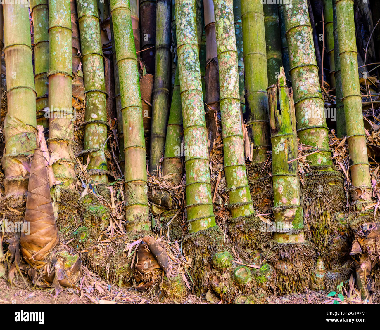 Bamboo plant roots hi-res stock photography and images - Alamy