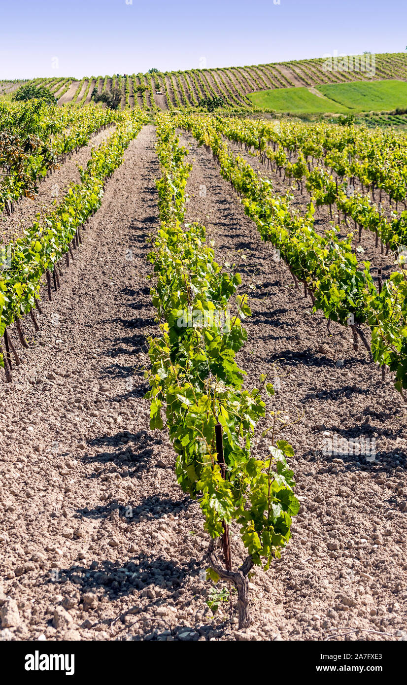 Albarino wine vineyards hi-res stock photography and images - Alamy