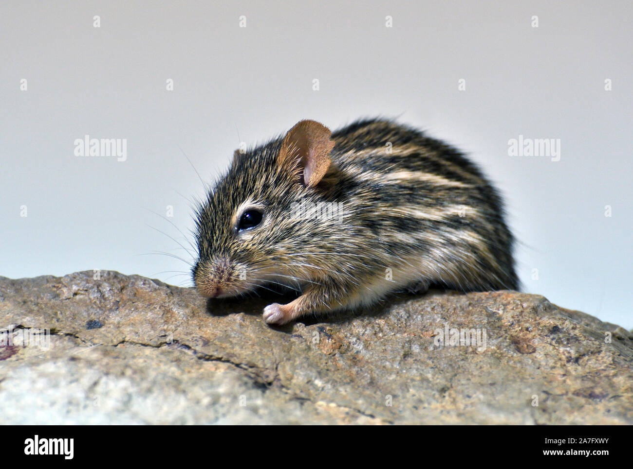 Lemniscomys striatus hi-res stock photography and images - Alamy