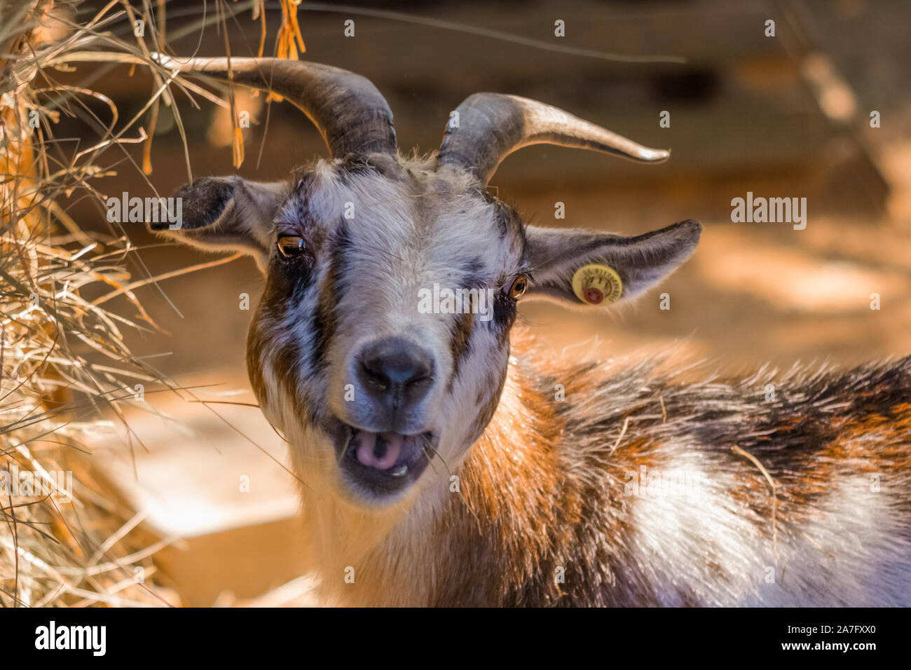 Bearded goat hi-res stock photography and images - Alamy