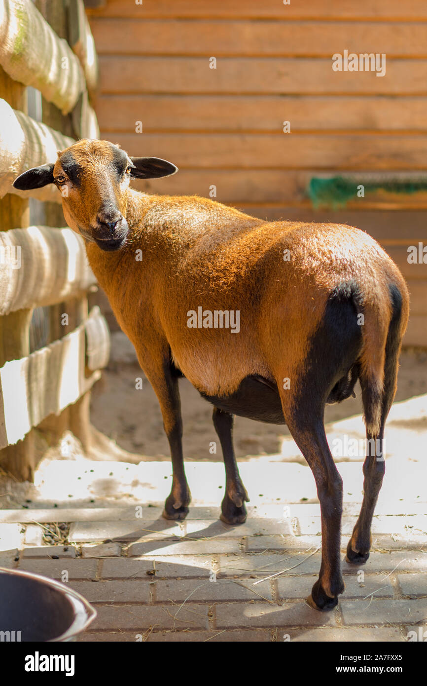 Bearded goat hi-res stock photography and images - Alamy