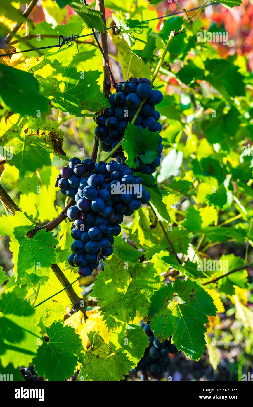 Germany, Rich ripely perfect grown grape fruits forming a big blue ...