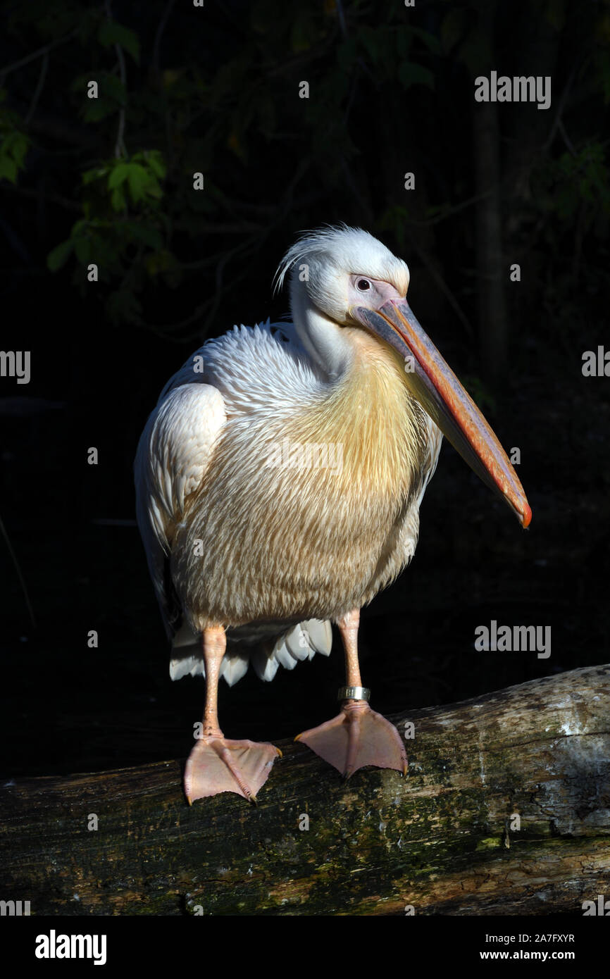 great white pelican;pelecanus onocrotalus;basel zoo;switzerland Stock ...