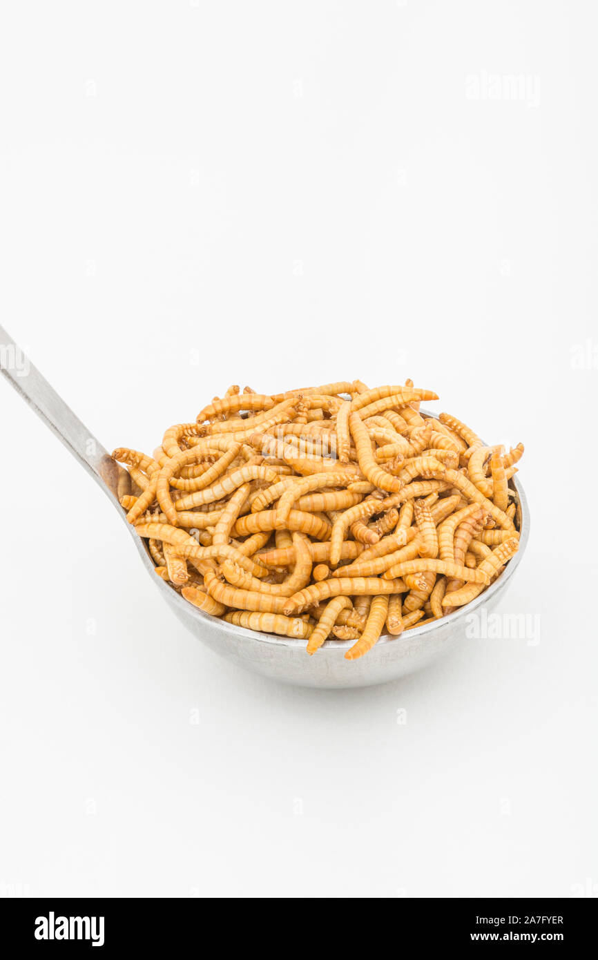 Edible Mealworms / Tenebrio molitor on spoon as kitchen ingredient ...