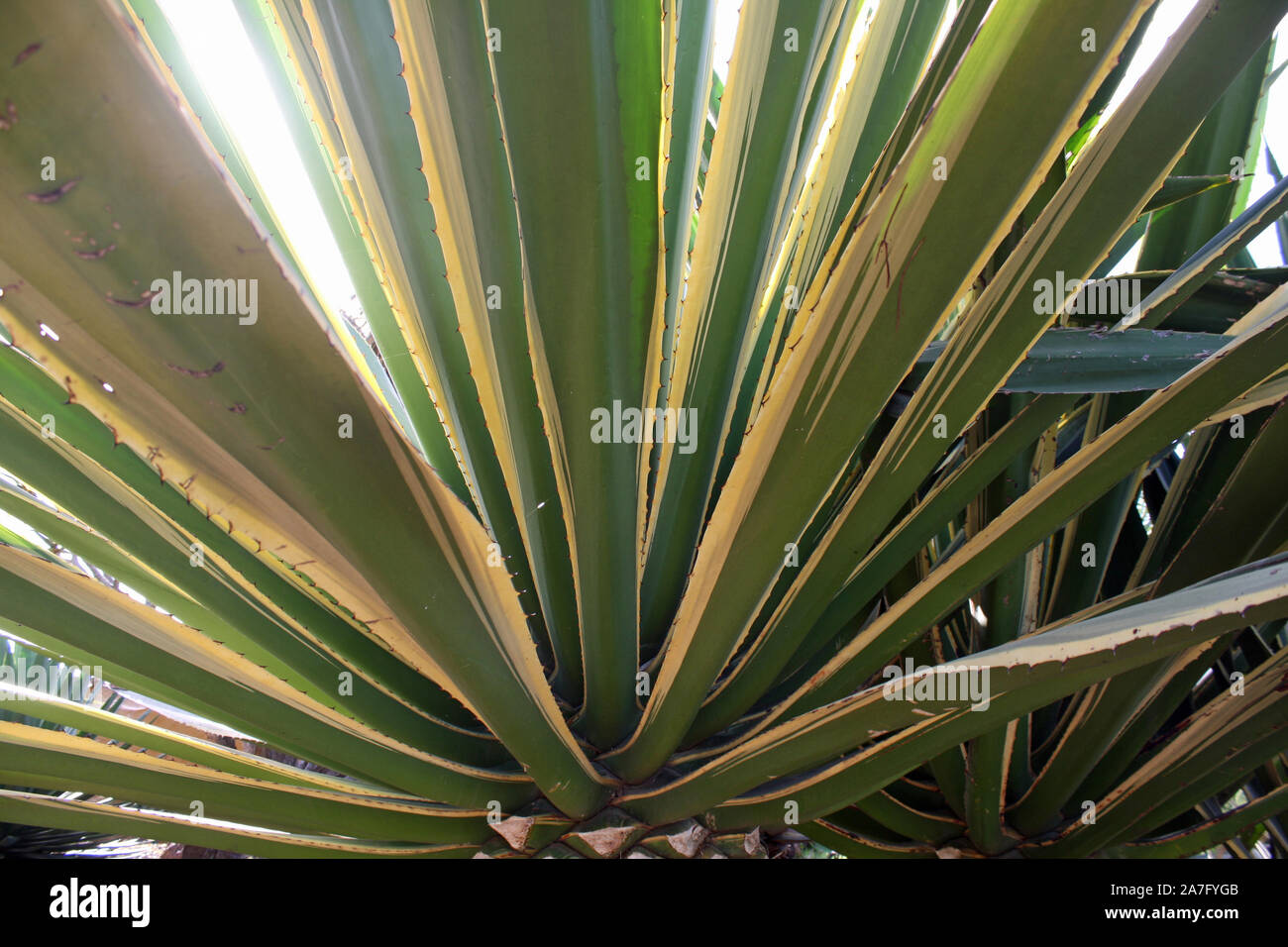 Agave furcraea foetida Stock Photo - Alamy