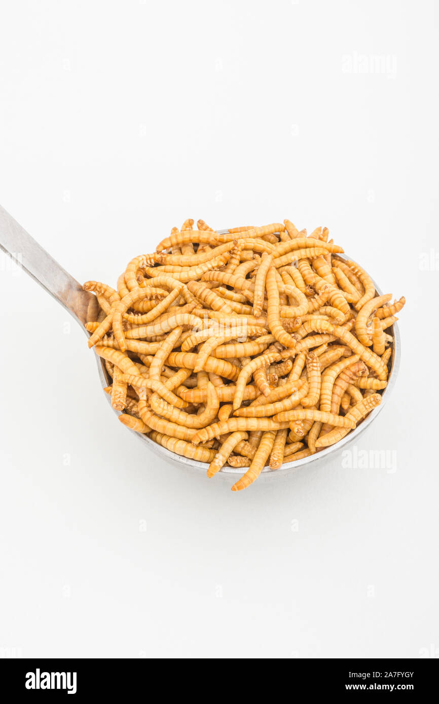 Edible Mealworms / Tenebrio molitor on spoon as kitchen ingredient ...