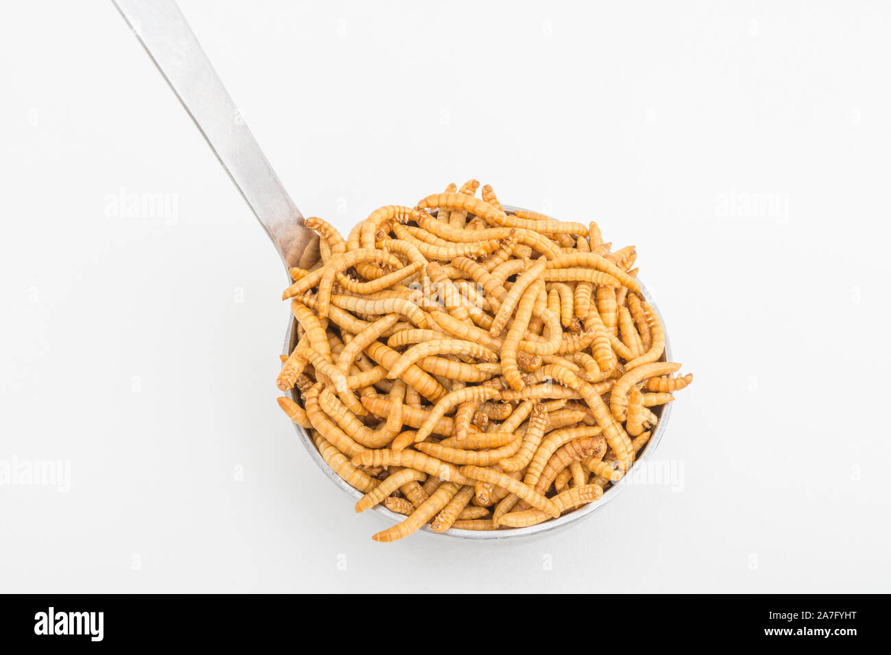 Edible Mealworms / Tenebrio molitor on spoon as kitchen ingredient ...