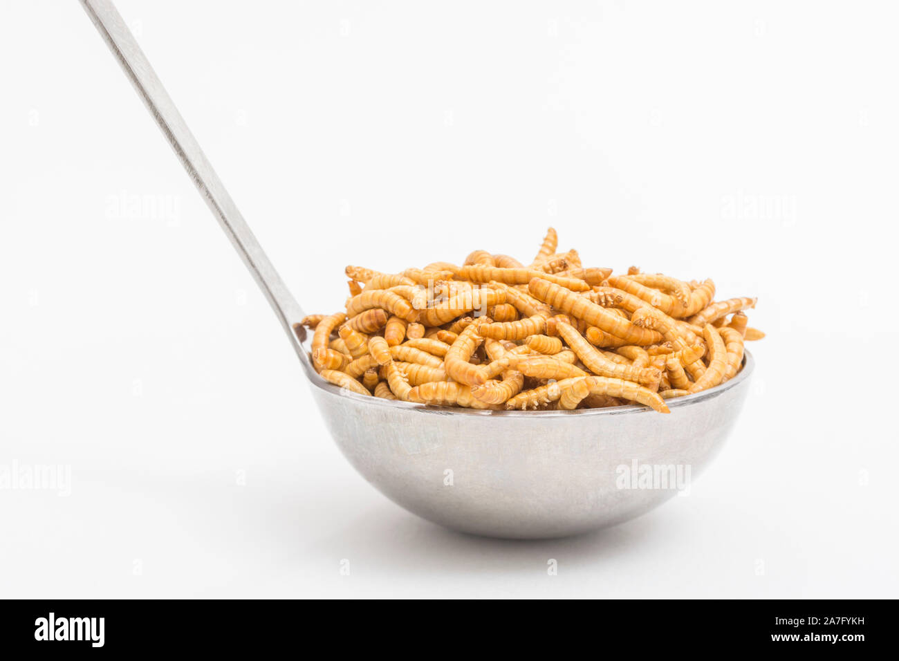 Edible Mealworms / Tenebrio molitor on spoon as kitchen ingredient ...