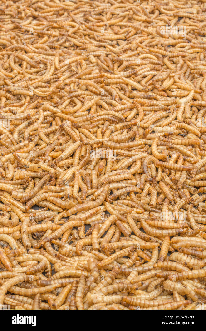 Mass of edible Mealworms / Tenebrio molitor as kitchen ingredient ...