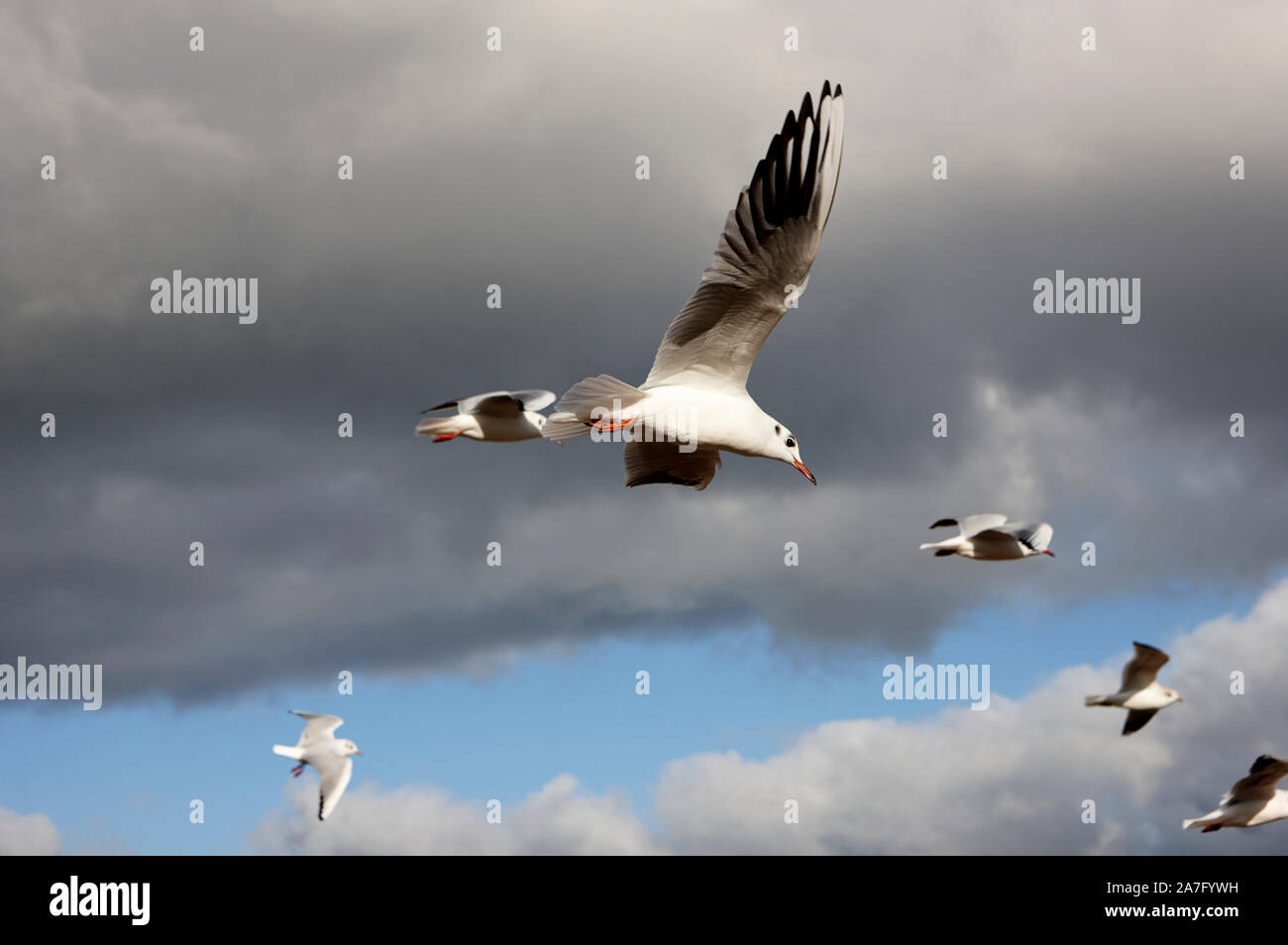 Black headed gulls flying hi-res stock photography and images - Alamy