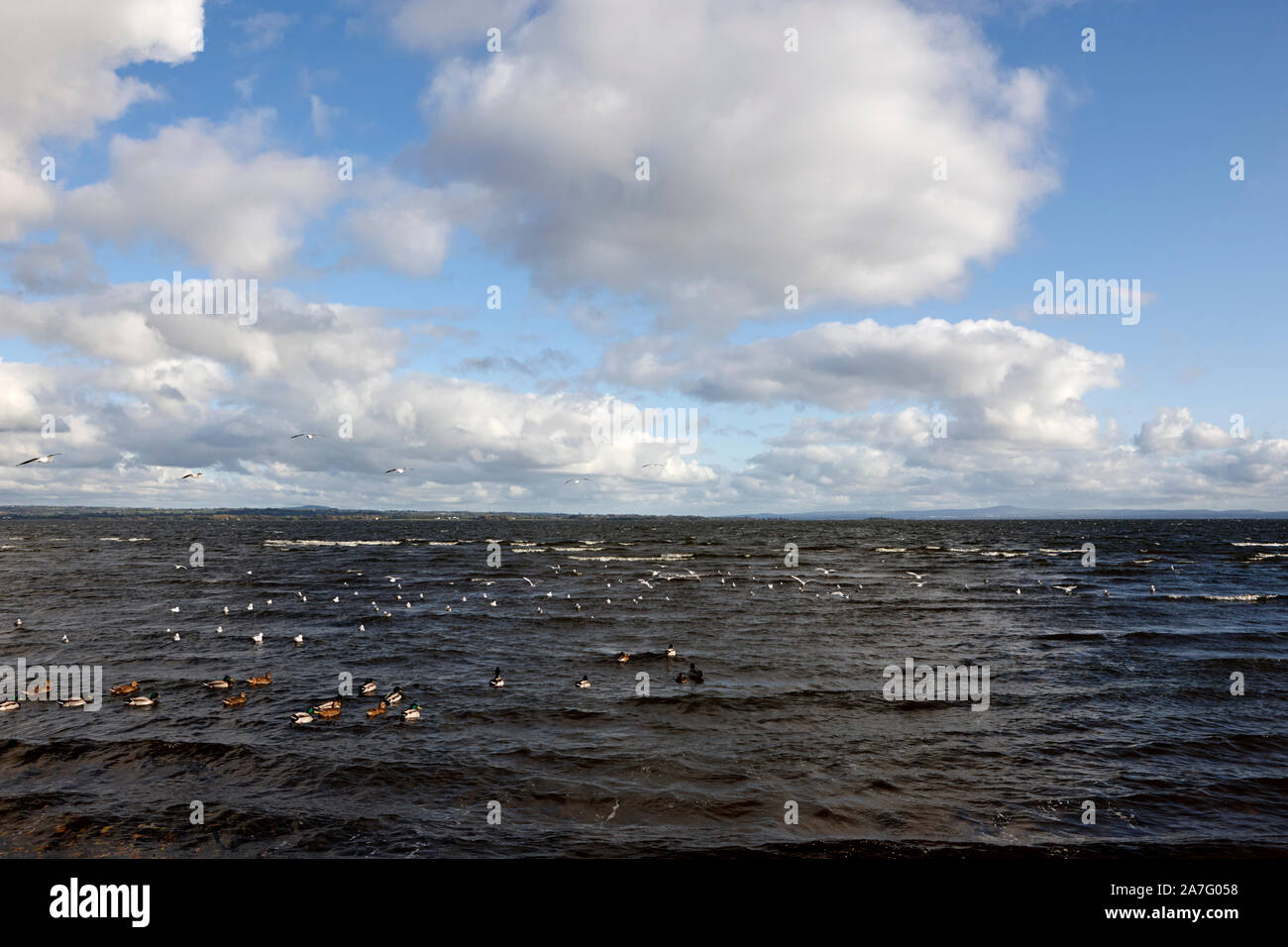 wild birds including ducks and black-headed gulls on the shore at ...
