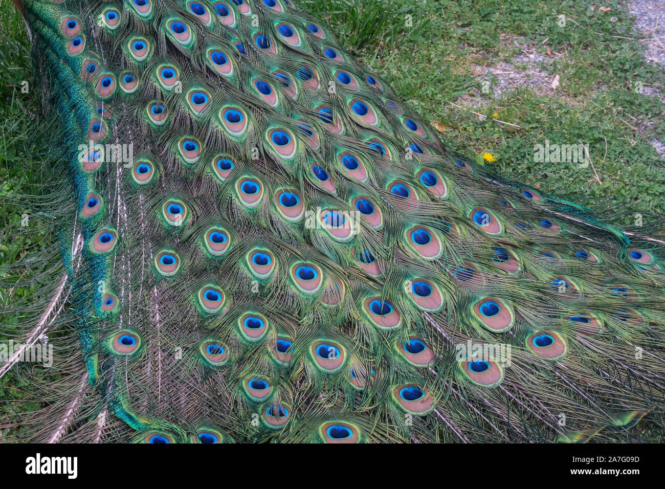 Bright green and blue peacock Stock Photo - Alamy