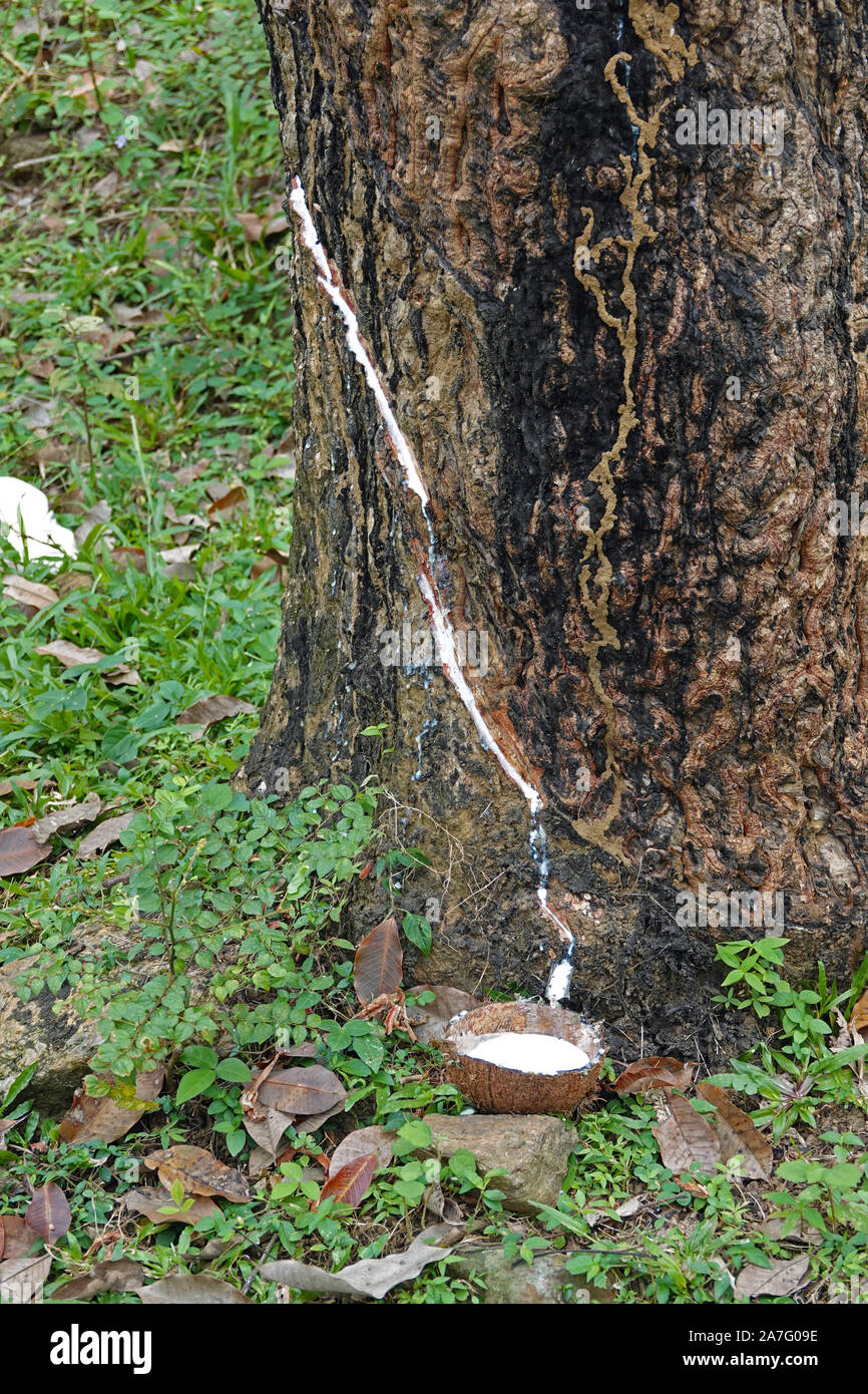 Rubber Tree Plantation, Sri Lanka Stock Photo - Alamy