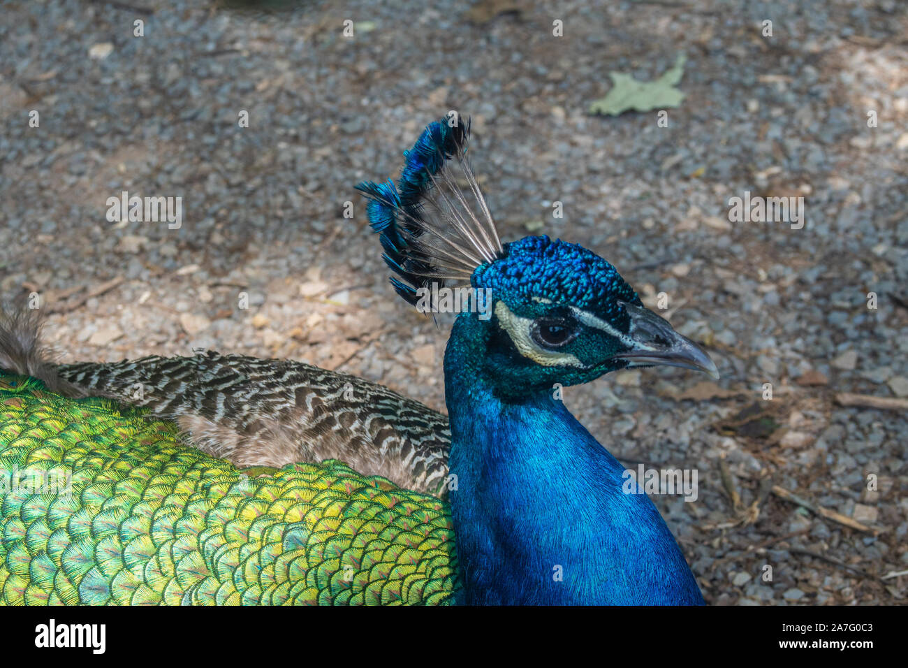 Bright green and blue peacock Stock Photo - Alamy