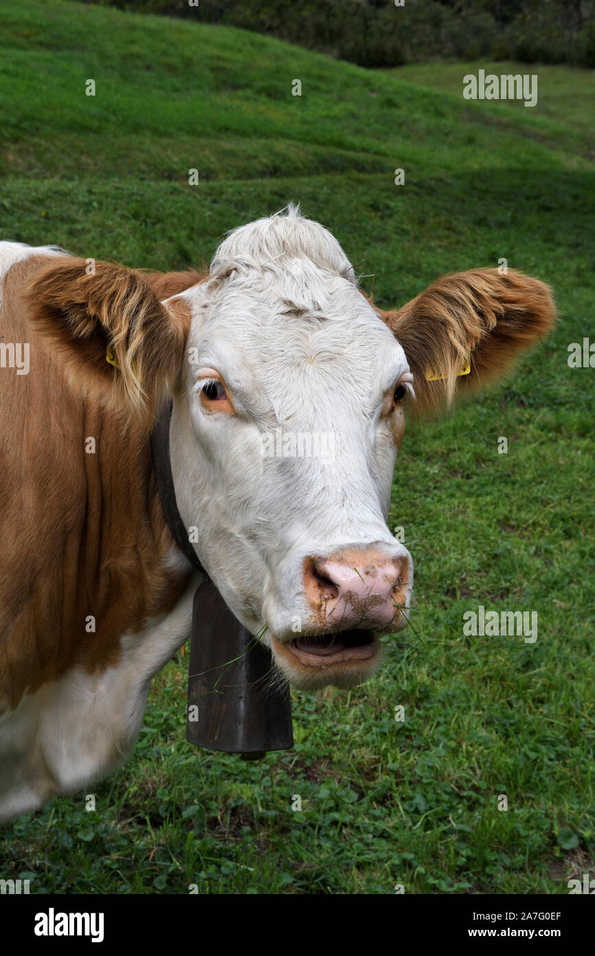 simmental cattle;alpnachstad;bernese oberland;switzerland Stock Photo ...