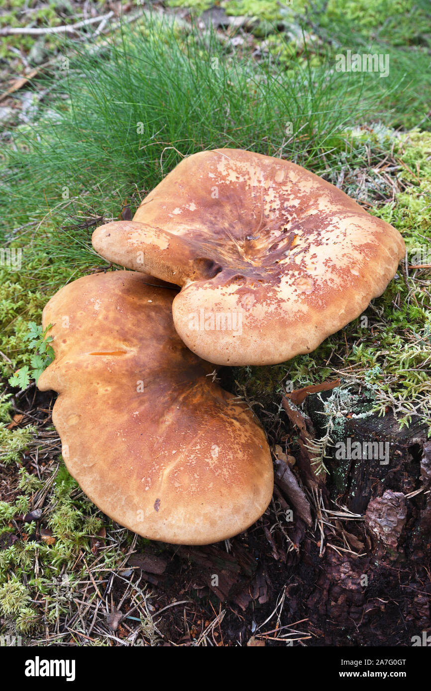 Ground fungi hi-res stock photography and images - Alamy